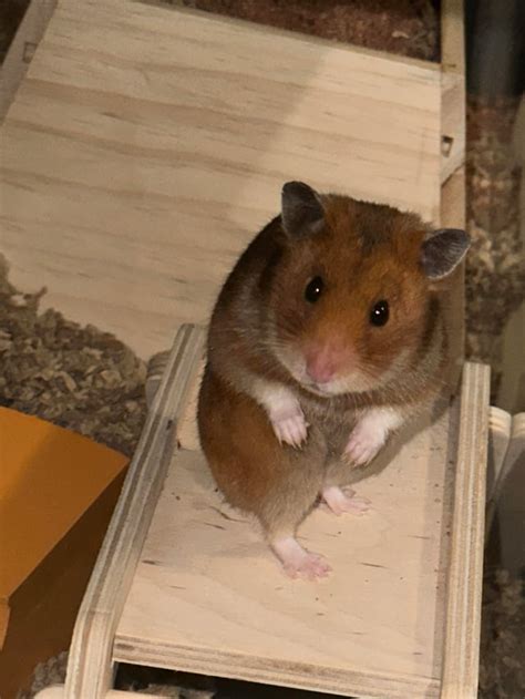 How Do I Find Out The Age Of My Hamster I Forgot Her Birthday I Got