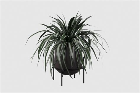Chlorophytum Laxum Zebra Grass 01 3d Model Cgtrader