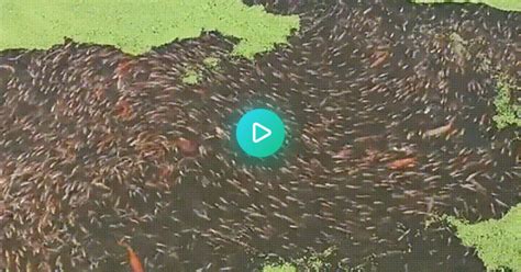 Swim Lanes  On Imgur