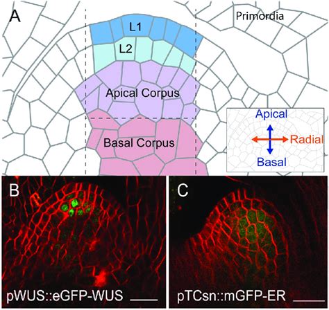 Organizational Structure Of The Sam A Diagram Showing A Median