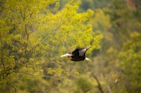 Premium Photo Bald Eagle Hunting Over Pristine Waters Precision And Grace In Action