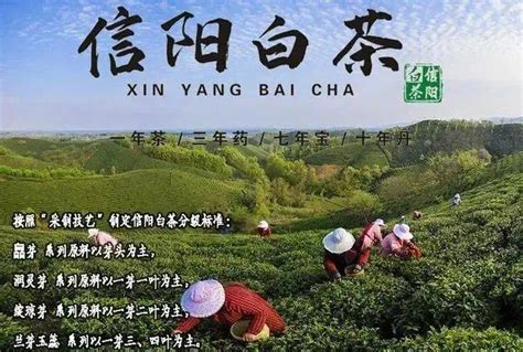 干货1分钟看懂信阳白茶等级区分！ 『浉河港官网』 信阳毛尖产地批发价格信阳白茶信阳红手工茶茶文化知识乡村振兴助农平台