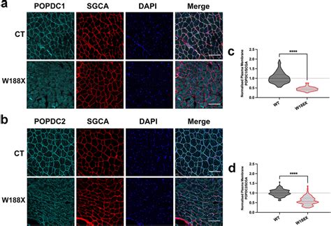 Intermediate Reduction Of Popdc1 And Popdc2 Expression At The