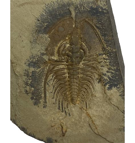 Fossils For Sale Fossils Rare Lower Middle Cambrian Trilobite From Nevada Usa