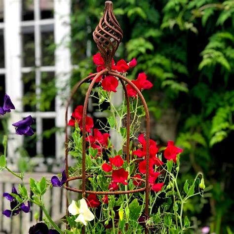 Elegance Garden Obelisk Set Of 3 Agriframes Garden Structures