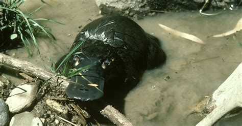 What Evolutionary Pressures Led To The Platypus Being So Unique Huffpost