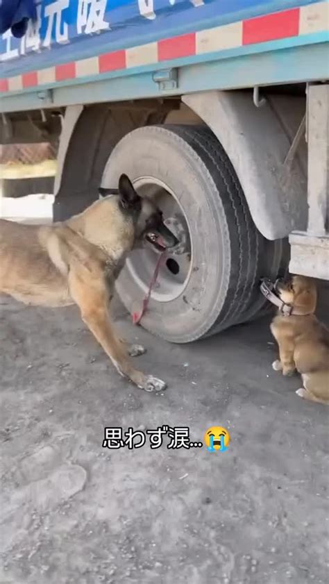 犬好きさんのための豆知識 Booemidog ←他のアートはこちらから トラックのタイヤに巻き付いたリード必死で助けを求める犬の姿