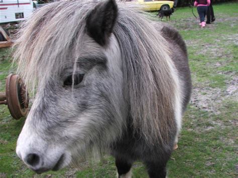 Süßestes Pony der Welt | joelle.de