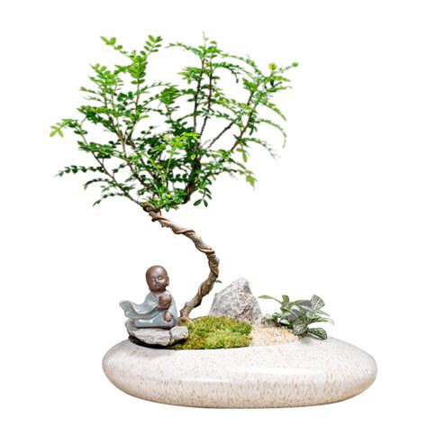 清香胡椒木高端盆景盆栽植物室内花卉客厅办公桌绿植四季常青好养 虎窝淘