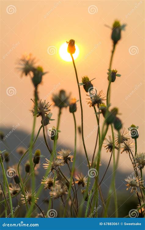 Grass Flowers Selective Focus With Shallow Depth Of Field Stock Image Image Of Dried Bloom