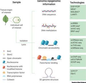 Review Single Cell Genomics And Epigenomics Technologies And Applications In Plants Trends