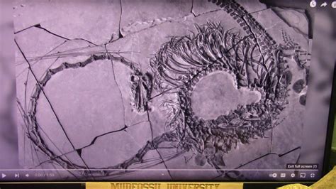240 Million Year Old Dragon Fossil Found And Very Complete Youtube