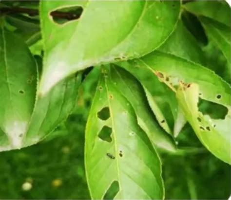 Microbial Inoculants Bio Fertilizer Streptomyces Microflavus Powder 3