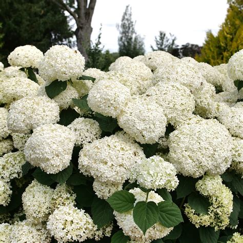 Incrediball Storm Proof™ Smooth Hydrangea Hydrangea Arborescens