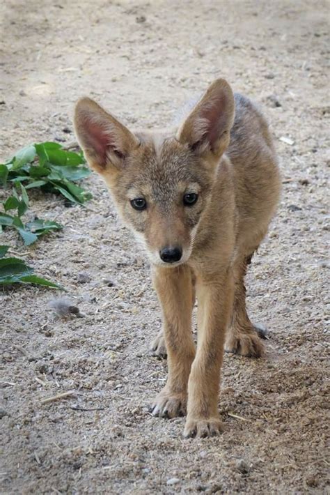 Cute Coyote Pup