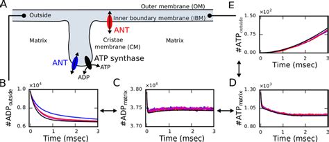 the isolated scenario of dynamic equilibration does not exhibit strong