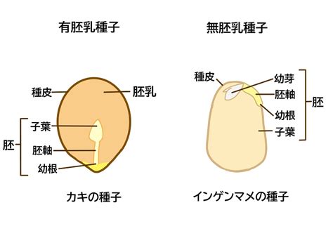 「種子」とは何か？ 種子で増える植物の特徴や、種の発芽条件をチェック【親子でプチ科学】 Hugkum（はぐくむ）