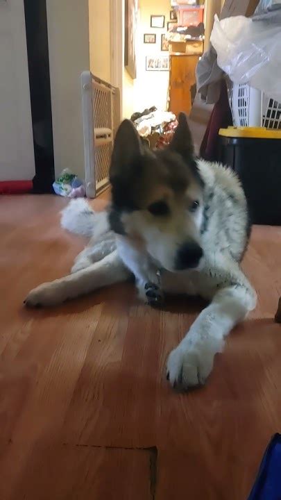Isnt It The Most Cutest Thing Ever Seen In Your Life🥰🥰🥰 Youtube