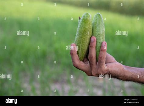 Hand Holding Raw Green Pointed Gourd With A Shallow Depth Of Field