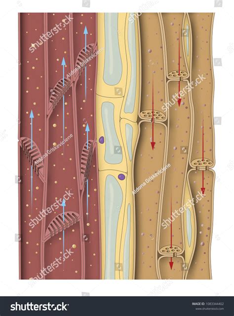 Xylem Longitudinal Section A Longitudinal Section Stained With