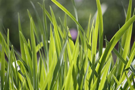 Lime Green Grass At Mikayla Whish Blog