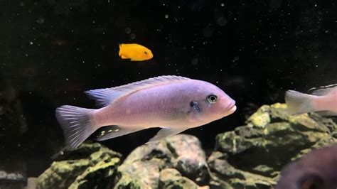 Pseudotropheus Callainos Bright Blue 蓝珍珠斑马 Youtube