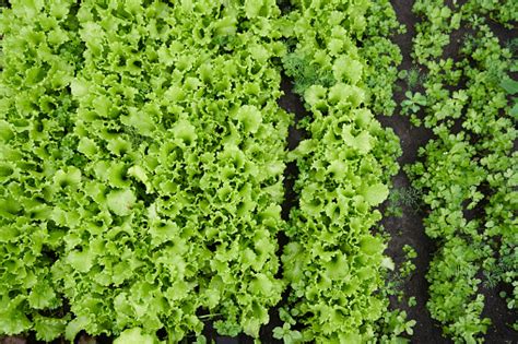 맨 위 보기입니다 정원 침대에서 녹색 잎 양상추를 재배 정원 침대에 녹색 양상추 잎 오픈 그라운드에서 녹색 샐러드 식물원예의 배경 0명에 대한 스톡 사진 및 기타 이미지