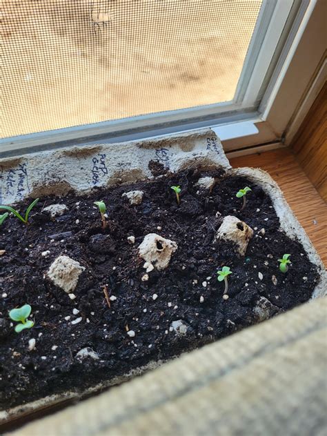 My Seedling Sprouted I Was Worried I Killed The Seeds Very Happy R Cannabisgrowers