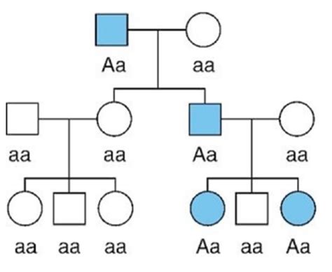Autosomal Dominant Recessive Inheritance Flashcards Quizlet