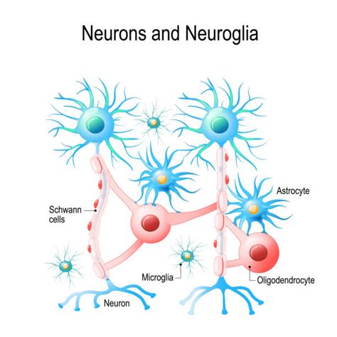 Microglial Cells Brain