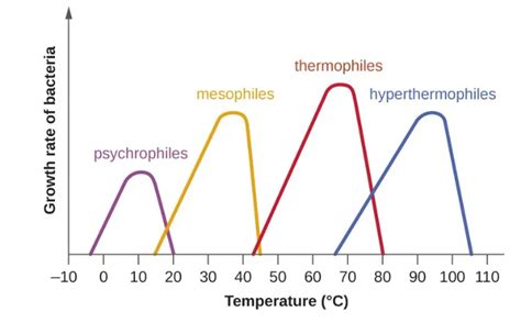 Microbe Classification Chart My Xxx Hot Girl