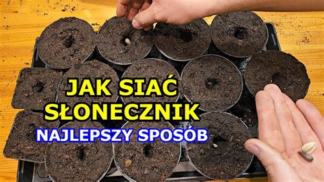 Jak siać Słonecznik aby miał 4 metry wysokości Najlepszy sposób na