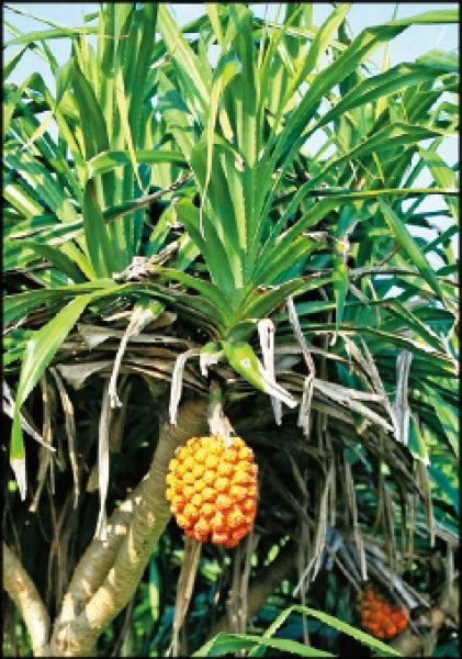 【家庭親子】〈植物大觀園〉防風林 守護家園 自由藝文網