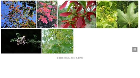 疏毛槭 Acer pilosum 拉丁名学名属名科名植物生活型图片