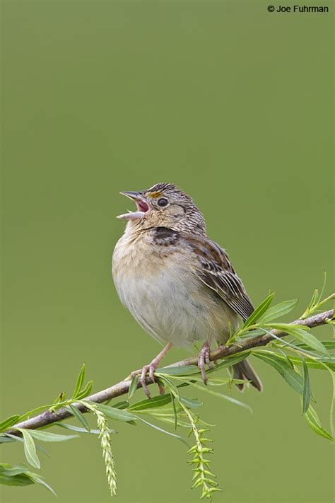 Grasshopper Sparrow Joe Fuhrman Photography
