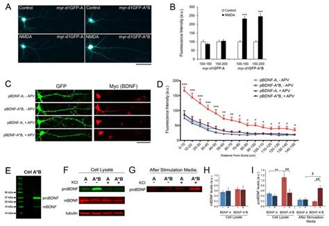 Activity Dependent Translation Of Bdnf Mrna And Release Of Probdnf A