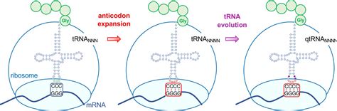Genetic Code Expanding Codon Size Elife
