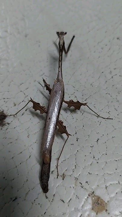 Paratoxodera Toxoderidae Praying Mantis Animalshorts Prayingmantis
