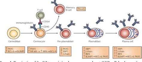 Plasma B Cells