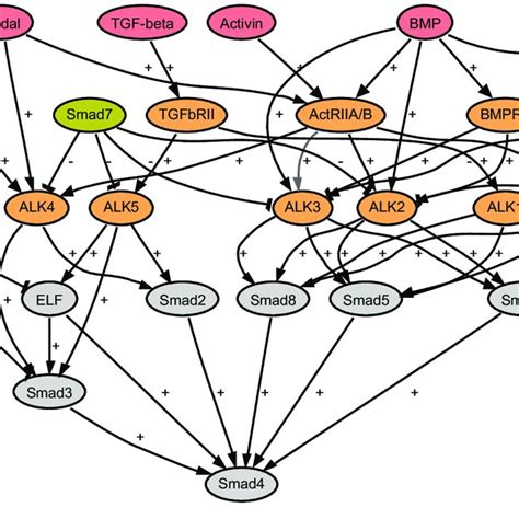Tgf β Signaling In Development Based On Mouse Knockout And Mutant