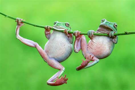 Frog Tree Frog Dumpy Frog Mammals Photograph By Roni Kurniawan