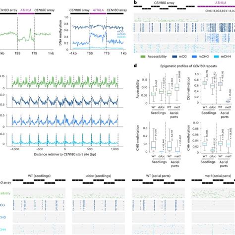 Chromatin Accessibility And Dna Methylation On Telomeric Region A