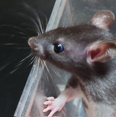 Pastatherat 🐀 On Twitter Let Me Sniff Your Armpit