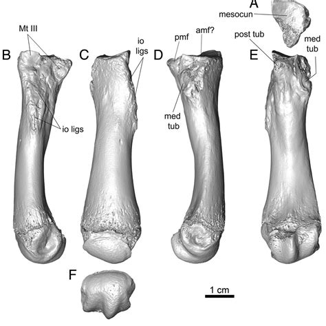 Figure 83 From Anatomy Relationships And Paleobiology