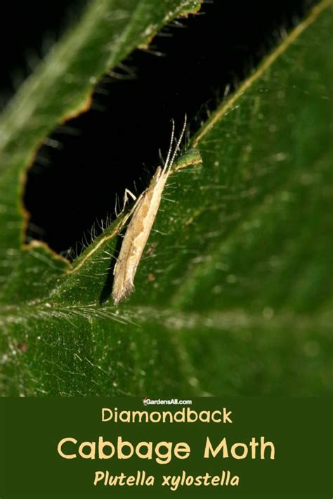 Cabbage Moth Control Prevention And How To Get Rid Of It Gardensall