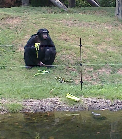 Food Erections Gorilla Prozac Bonobo Cunnilingus And Apes In And At The