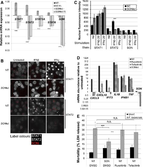 Dependence Of Stat Transcription Factors On Son A Expression Of The