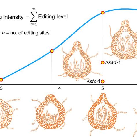 Spatiotemporal Dynamics Of A To I Mrna Editing During Sexual