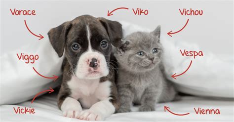 Nom chien et chat en V 100 idées stylées et originales