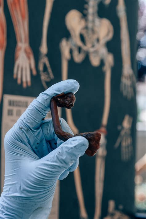 Skeleton System Homegrown Adventures